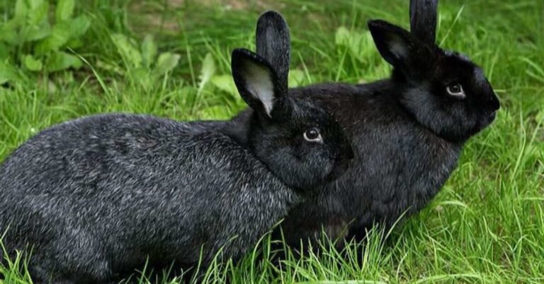 silver fox rabbit a complete care guide