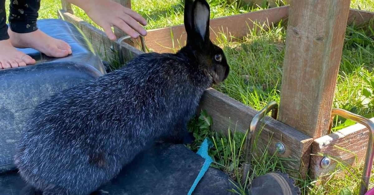 silver fox rabbit a complete care guide