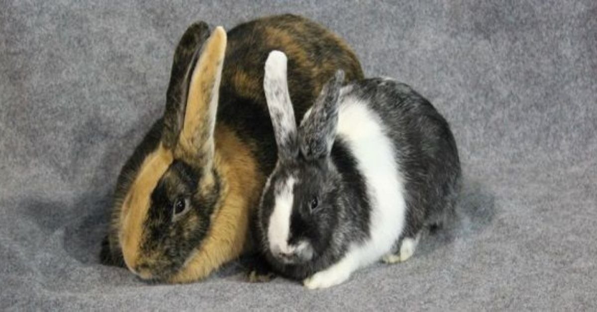 silver fox rabbit a complete care guide