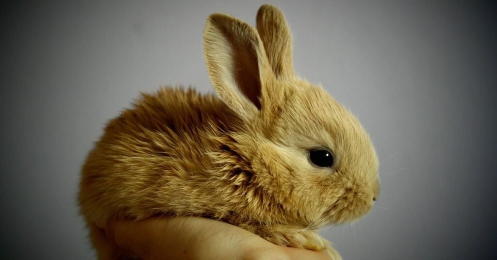 Lion's Mane Rabbit | Complete Care Guide