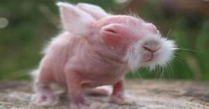 Hairless Rabbit| Complete and Easy Care Guide