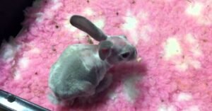 Hairless Rabbit| Complete and Easy Care Guide