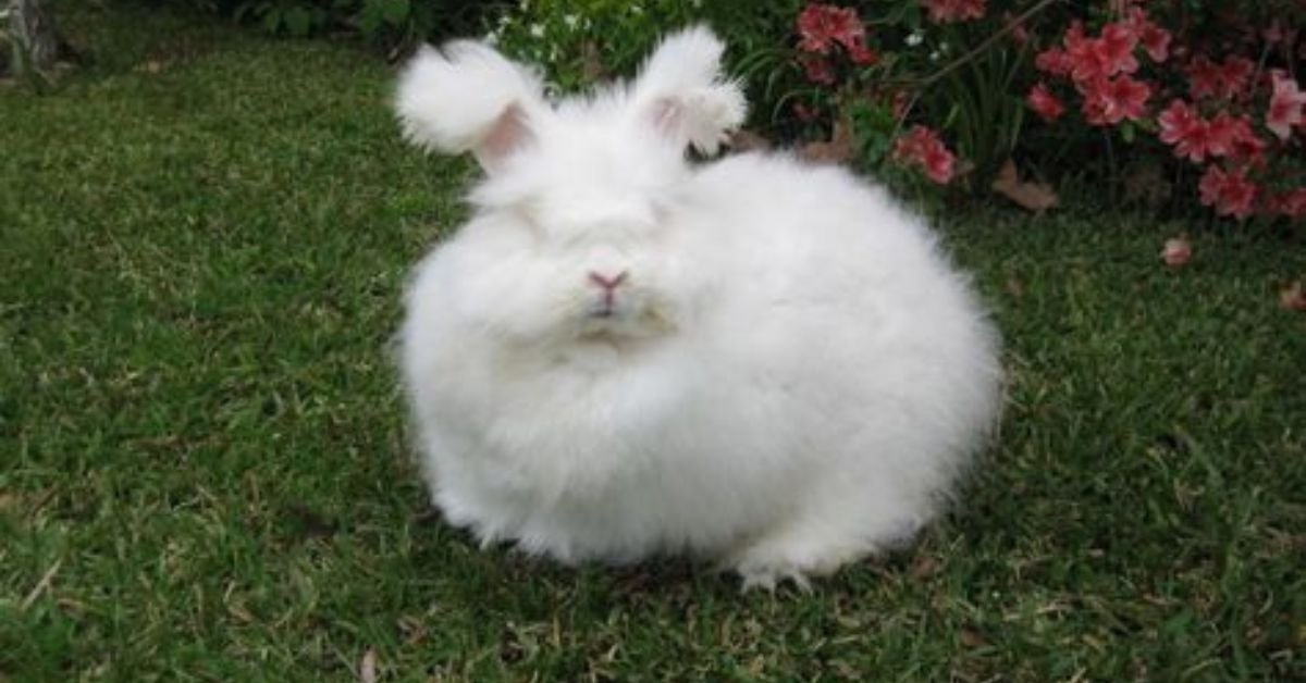 English Angora Rabbits: Full Care Guide & Tips