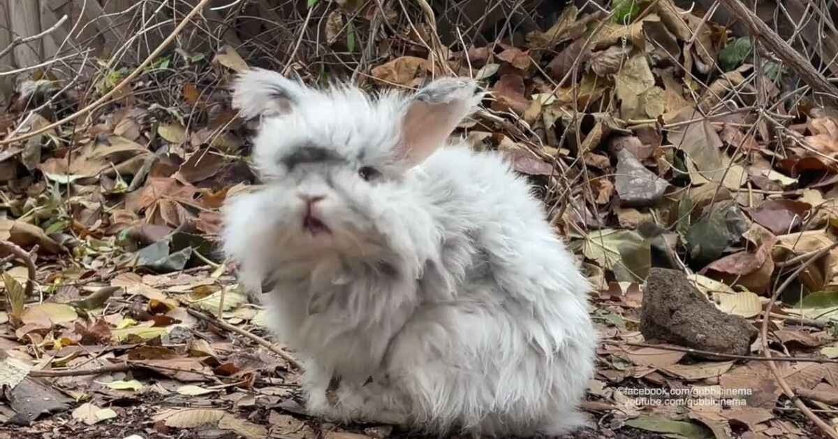 English Angora Rabbits: Full Care Guide & Tips