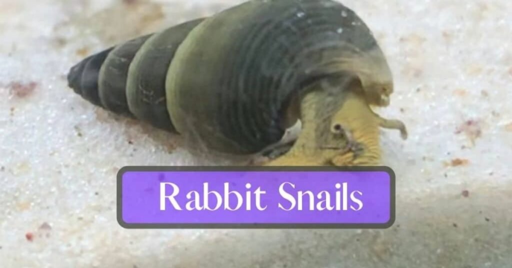 Rabbit Snail | Everything You Need to Know