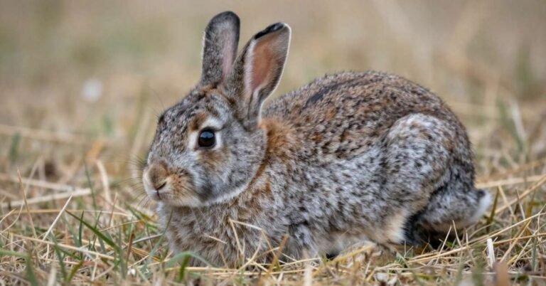 Pygmy Rabbit | Complete Guide to Habitat, Diet, and Behavior