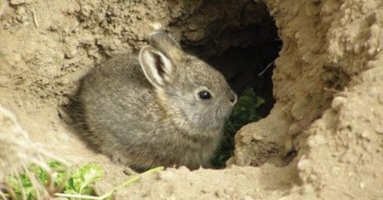Pygmy Rabbit | Complete Guide to Habitat, Diet, and Behavior