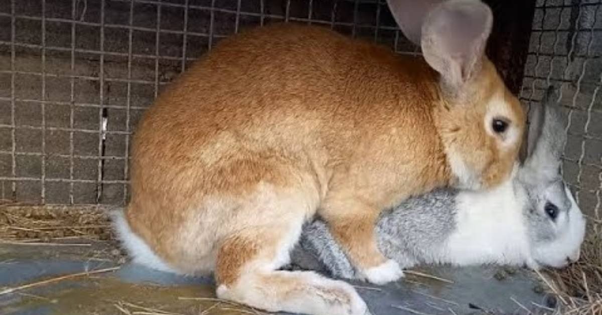 Do Rabbits Lay Eggs | What Every Pet Owner Should Know