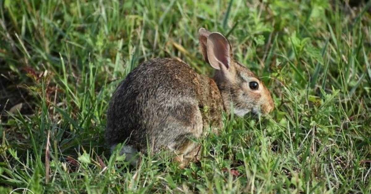 Do Rabbits Lay Eggs | What Every Pet Owner Should Know