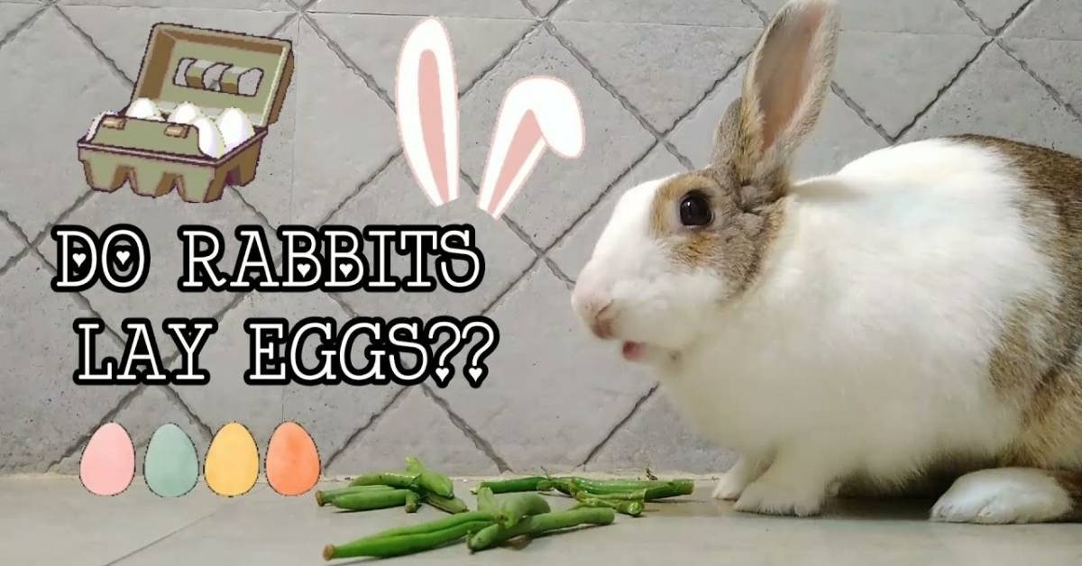 Do Rabbits Lay Eggs | What Every Pet Owner Should Know