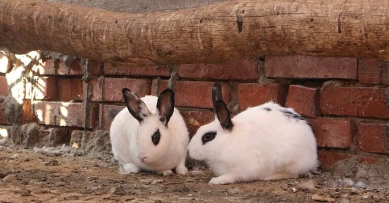 White Rabbit (Essential Care Guide for Owners)